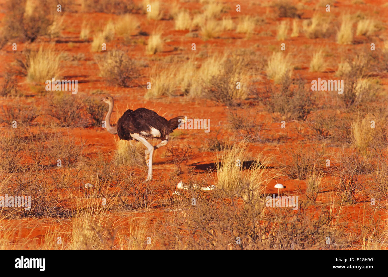 Ostrich Struthio camelus desert namibia flightless bird Stock Photo - Alamy