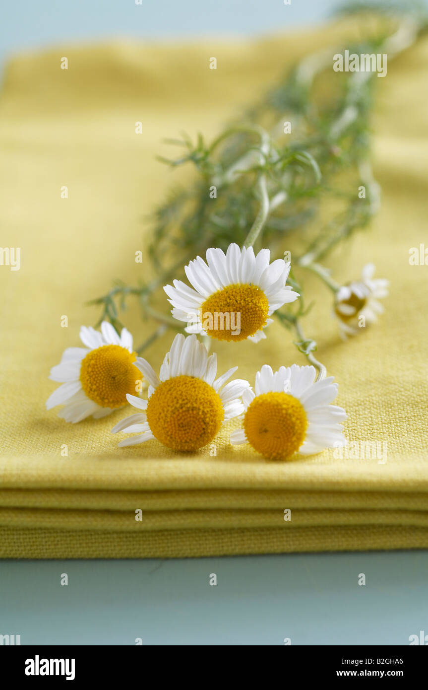 Sprigs of chamomile Stock Photo - Alamy