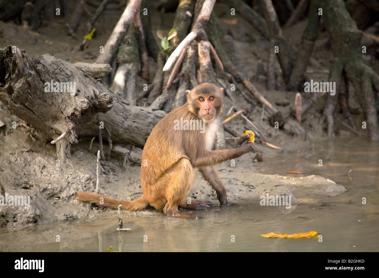 Indian mangrove macaque hi-res stock photography and images - Alamy
