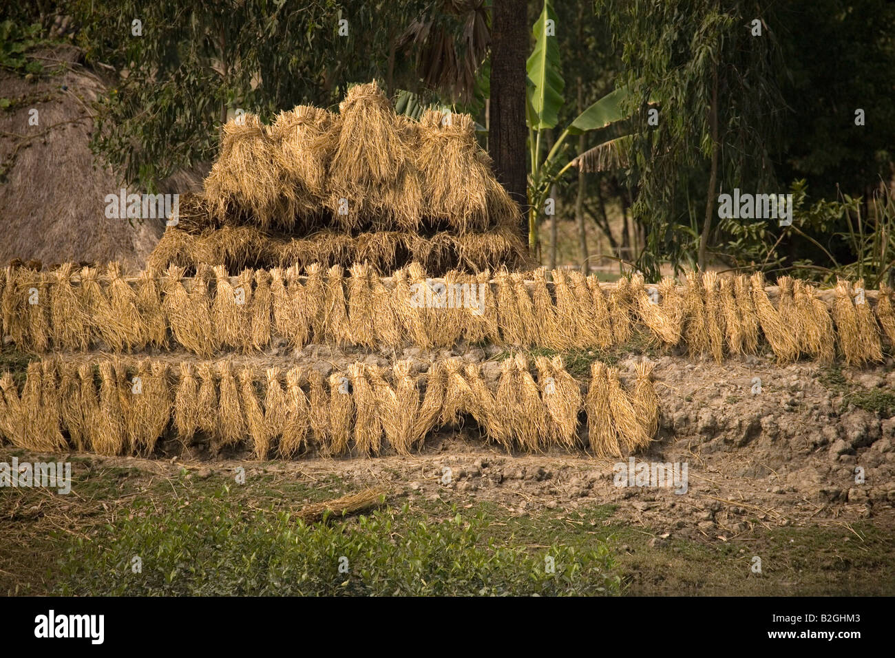 Making hay on the edge of the Sunderbans National Park. Villagers have ...