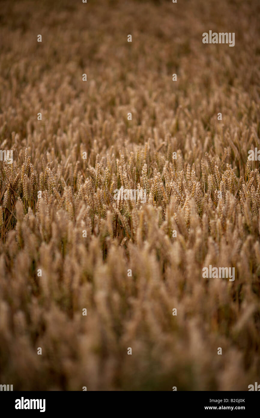 field of wheat on a farm in county down northern ireland Stock Photo ...