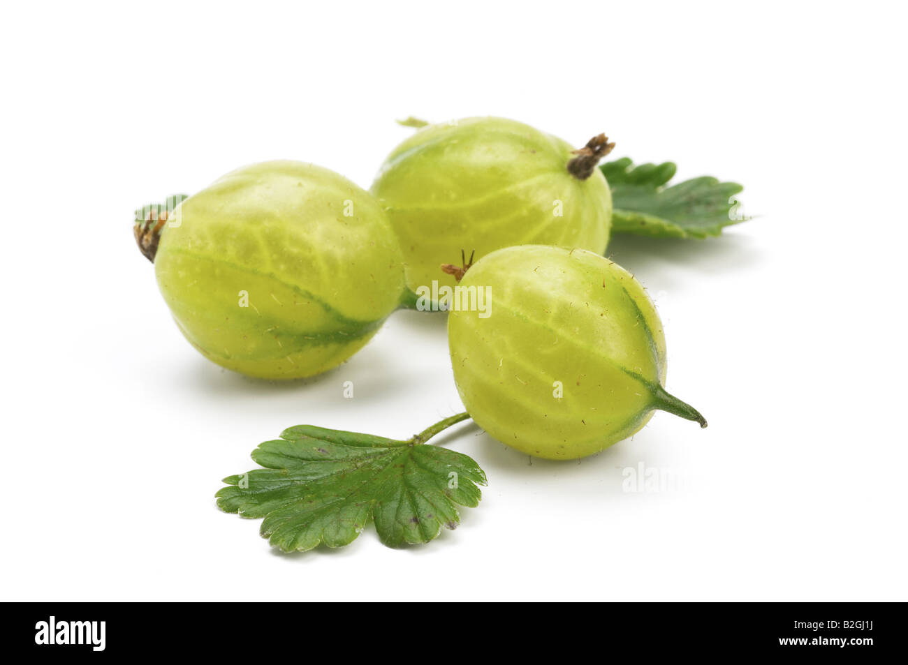 English gooseberries hi-res stock photography and images - Alamy