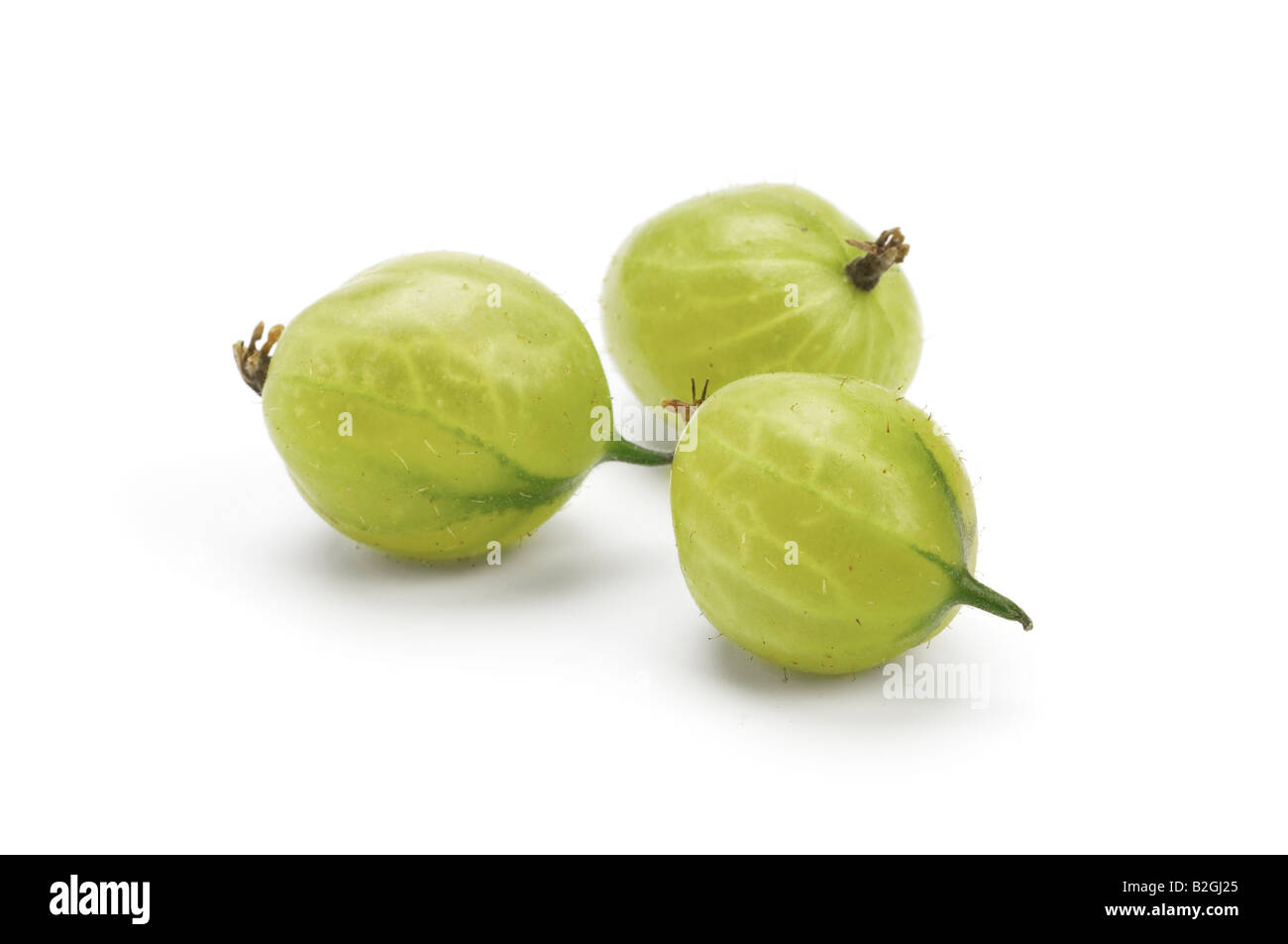 English gooseberries hi-res stock photography and images - Alamy