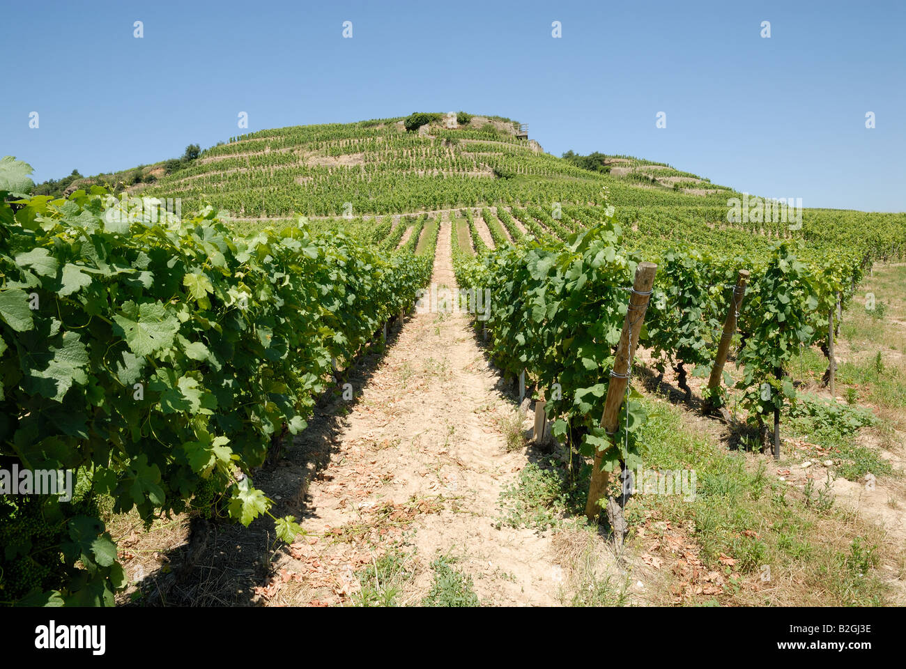 Field grapes vineyard france hi-res stock photography and images - Alamy