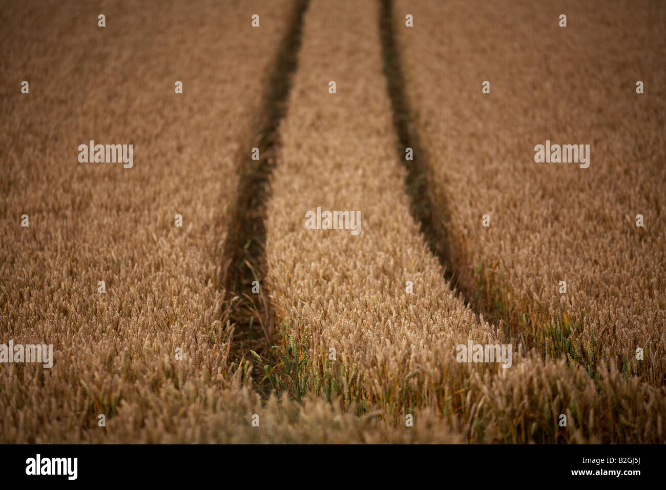 Farm track through crops hi-res stock photography and images - Alamy