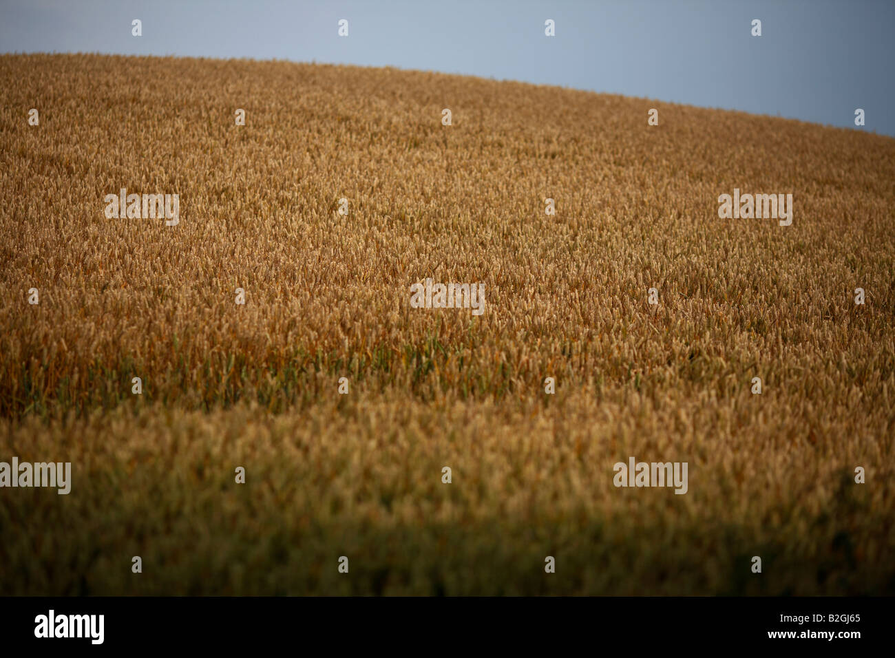 Hillside and wheat hi-res stock photography and images - Alamy