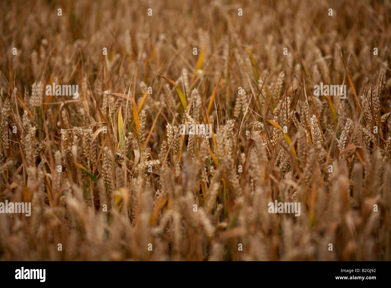 Northern Wheat High Resolution Stock Photography and Images - Alamy