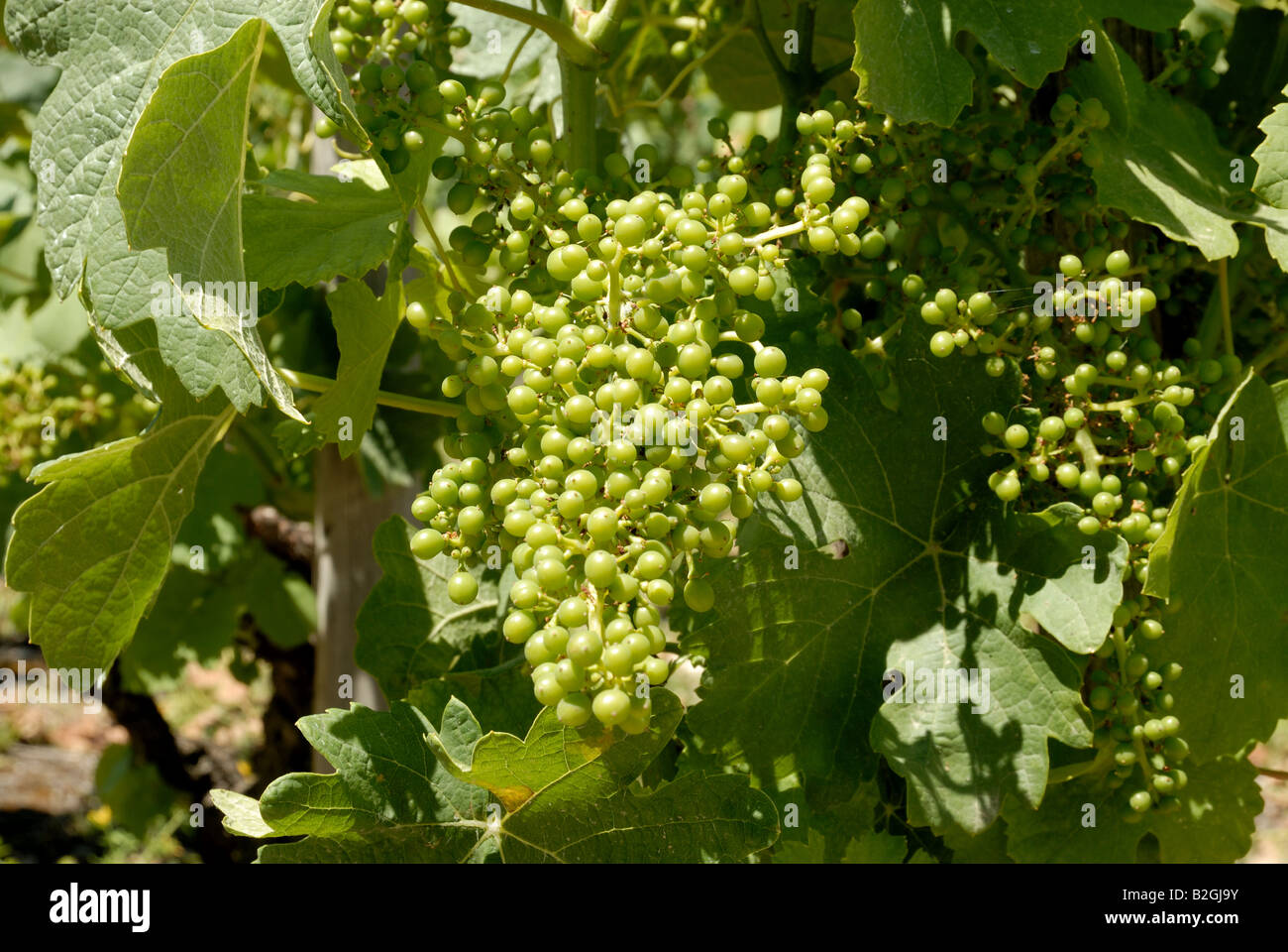 Young unripe grapes in the vineyard Stock Photo - Alamy