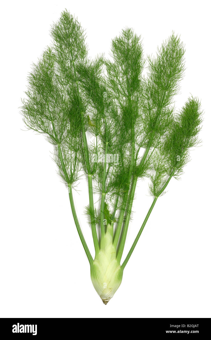 Fennel bulb hi-res stock photography and images - Alamy
