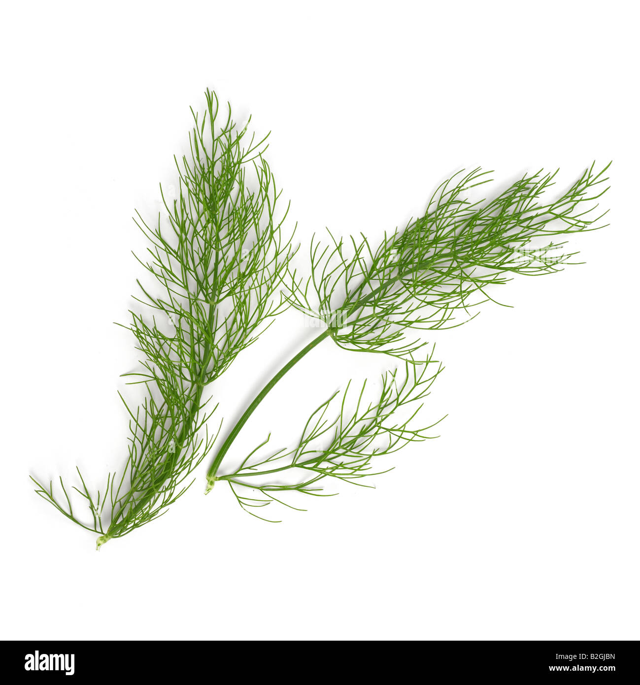 Fennel herb hi-res stock photography and images - Alamy