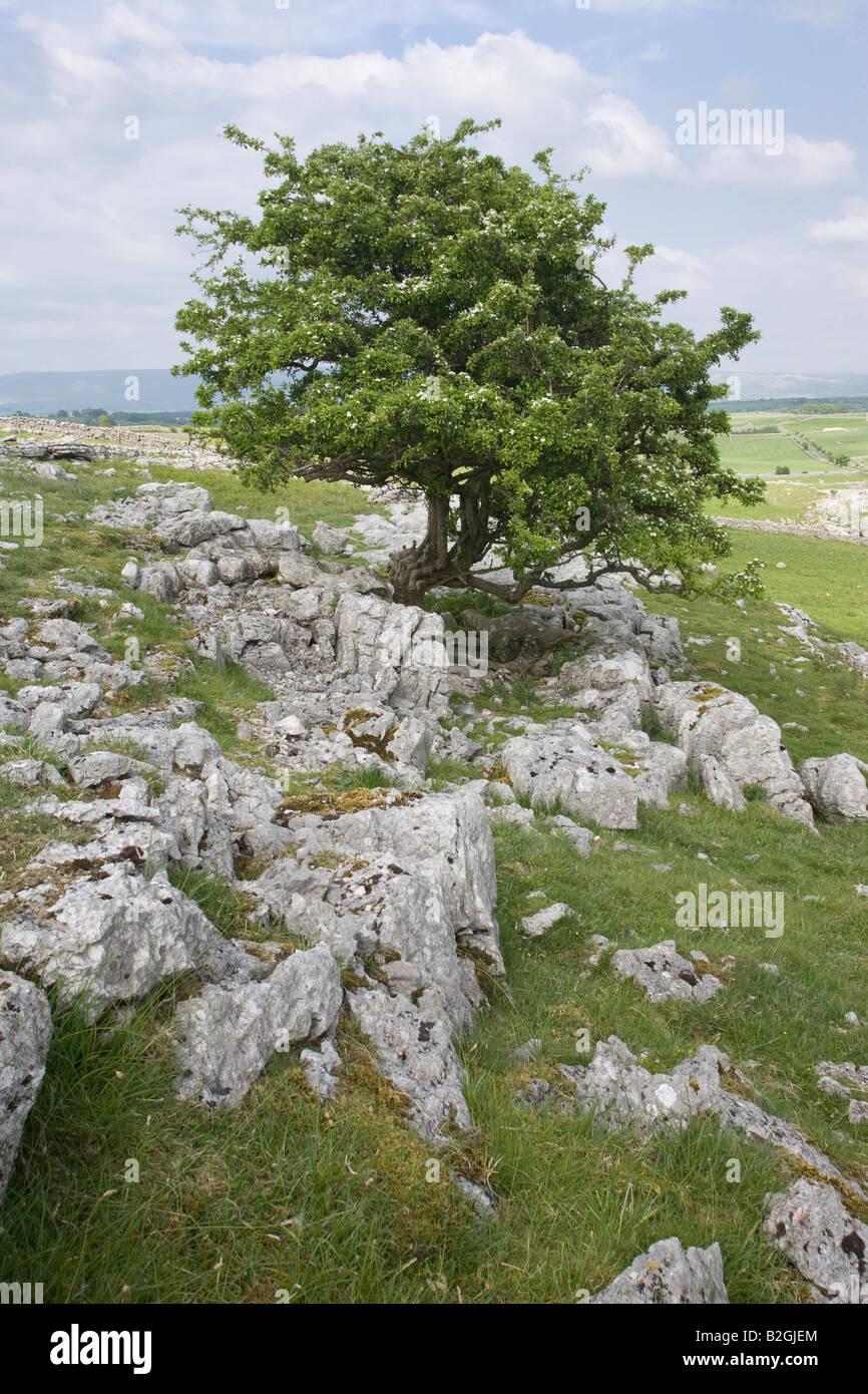 Hawthorn tree growing from limestone outcrop Cumbria Stock Photo - Alamy