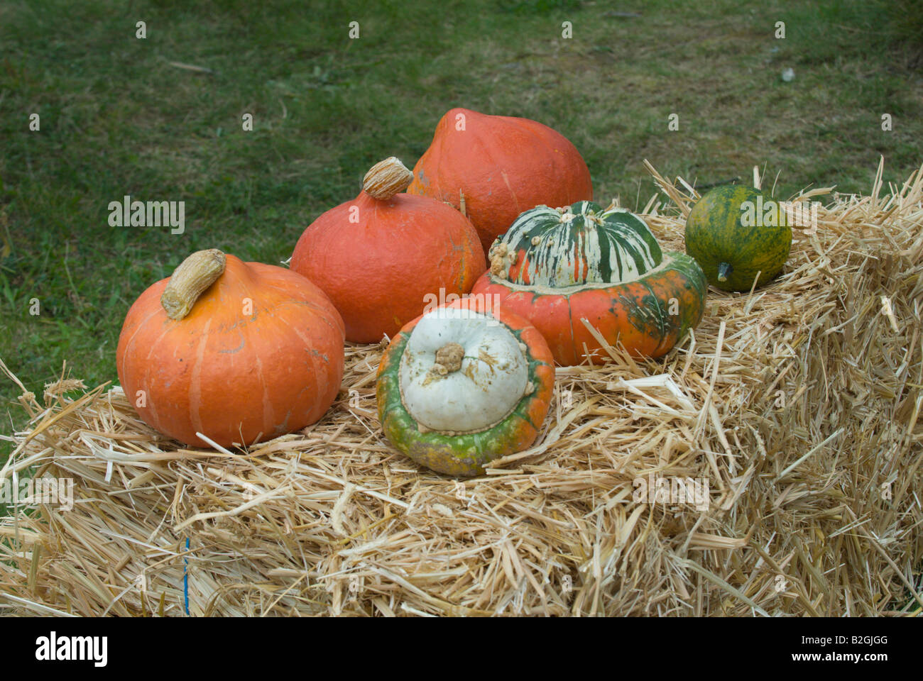 Botany Cucurbita High Resolution Stock Photography and Images - Alamy