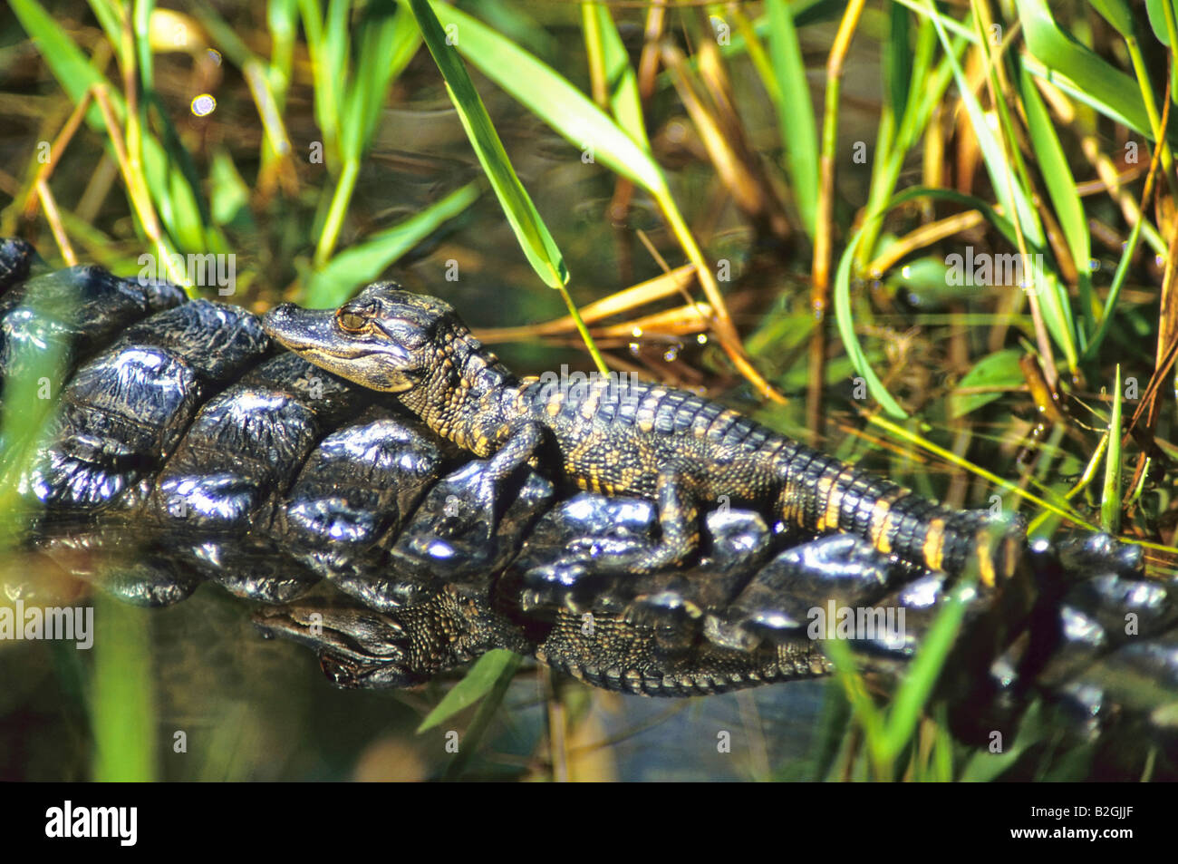 american alligator missisipi alligator alligator mississippiensis ...