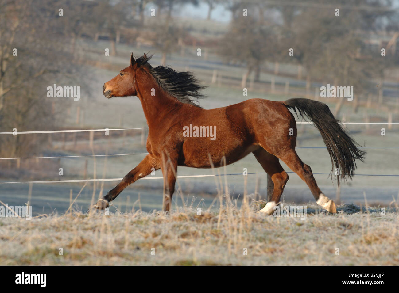 Altwuerttemberger hi-res stock photography and images - Alamy