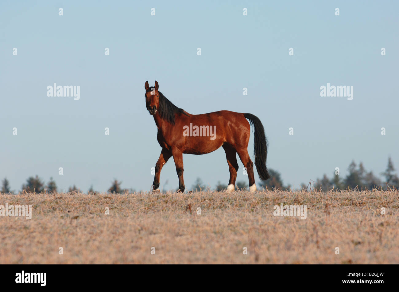 Altwuerttemberger Stute Wuerttemberger Warmblut Warmblutpferd German ...