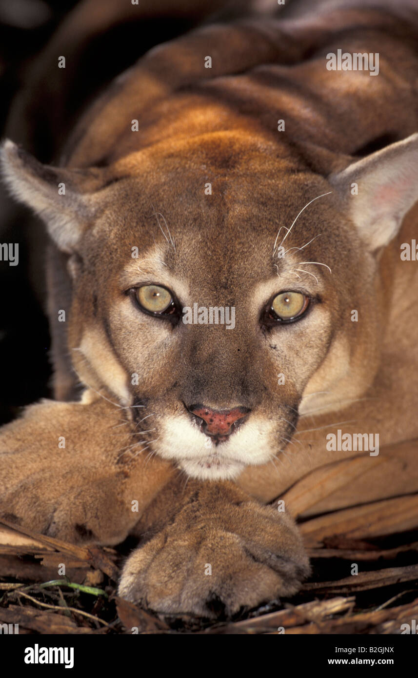 portrait cougar Felis concolor puma mountain lion panther coryi captive ...