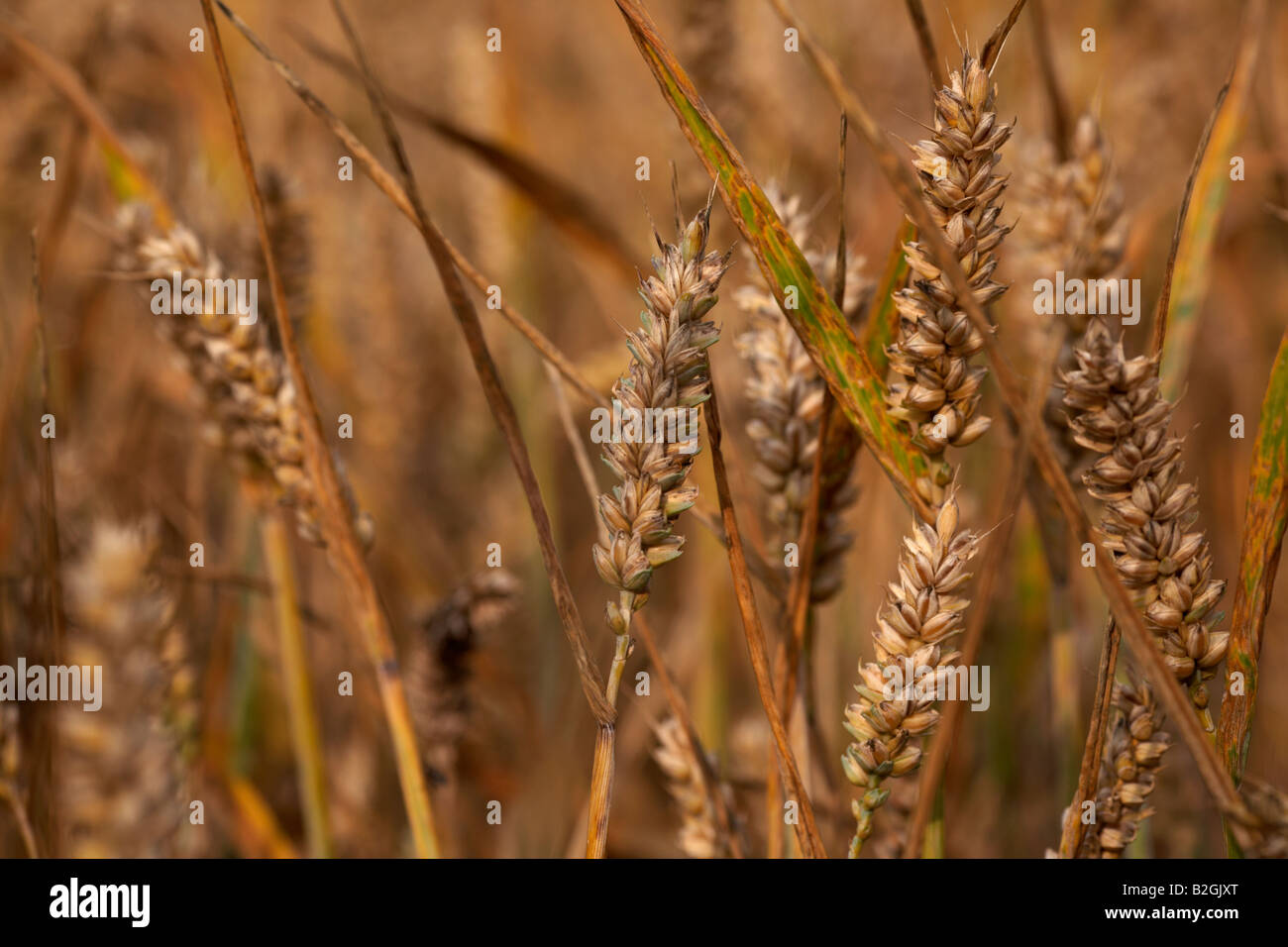 Head of wheat grains hi-res stock photography and images - Alamy