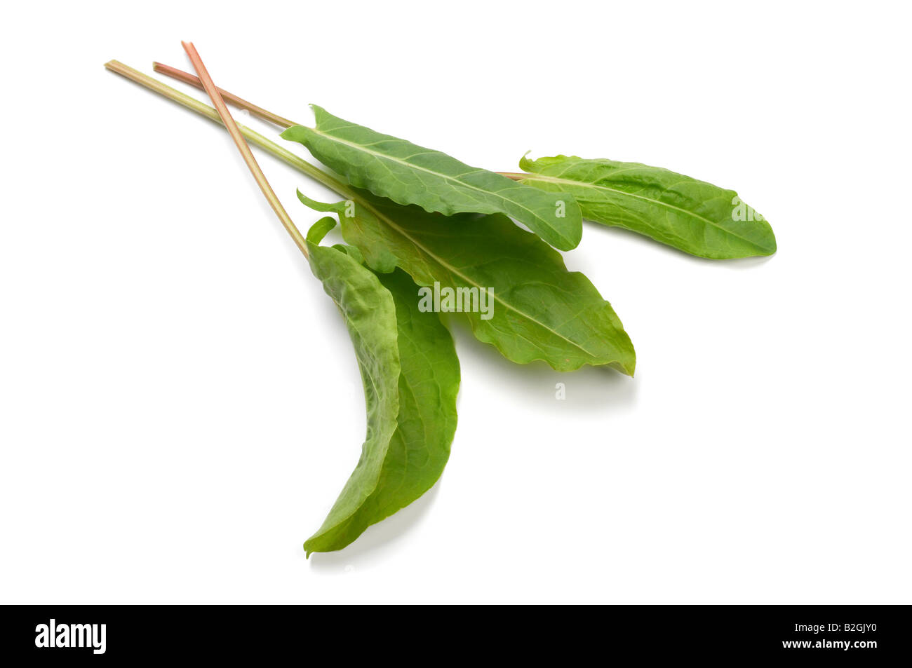 Broad leaf sorrel Stock Photo - Alamy