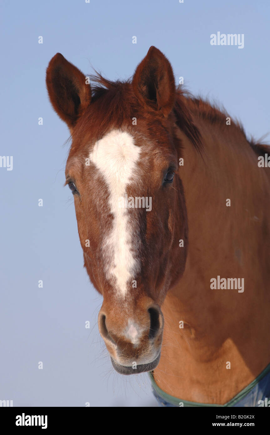 portrait horse Equus ferus caballus Stock Photo - Alamy