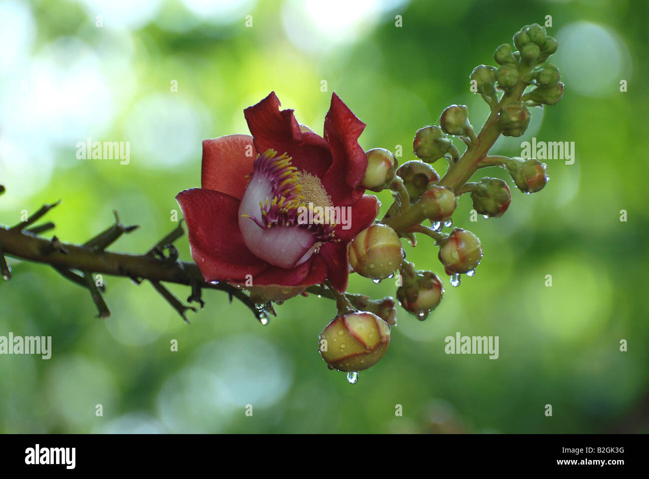 Nagalingam hi-res stock photography and images - Alamy