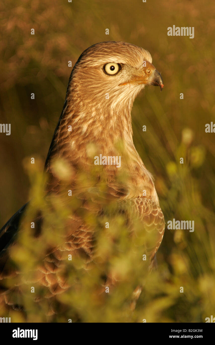 Goshawk micronisus gabar bird of prey Stock Photo - Alamy