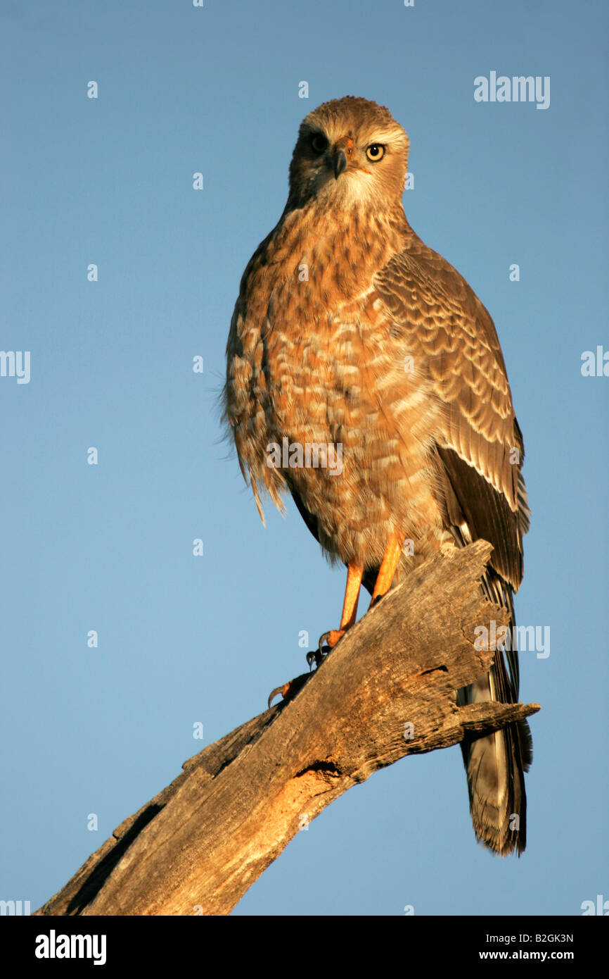 Goshawk micronisus gabar bird prey hi-res stock photography and images ...