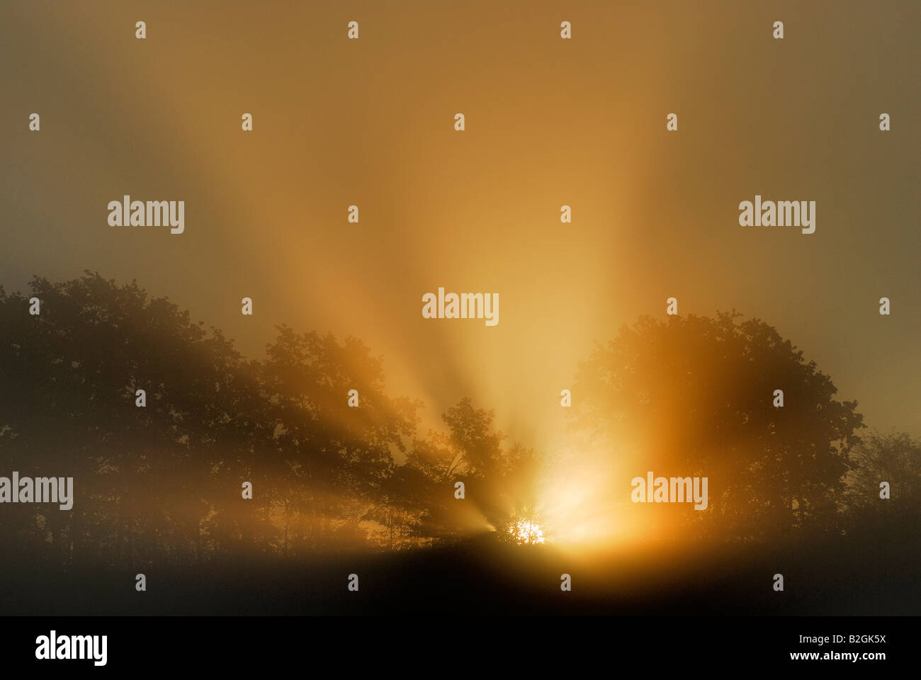 Tree shadow hi-res stock photography and images - Alamy