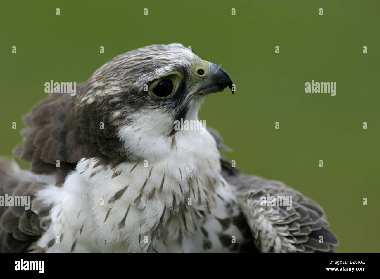 Laggar falcon hi-res stock photography and images - Alamy