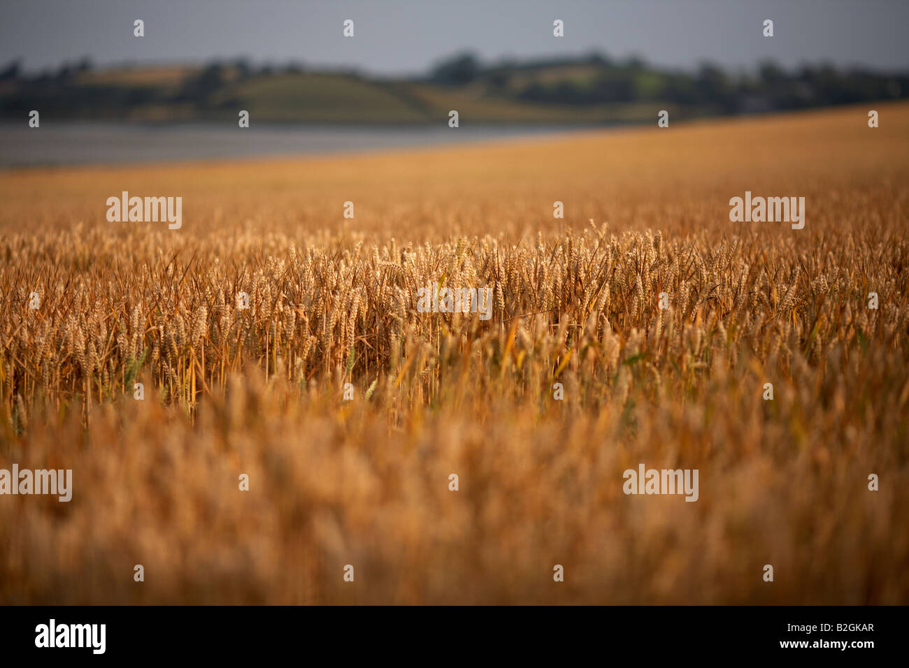 Ireland farm field fields hi-res stock photography and images - Alamy
