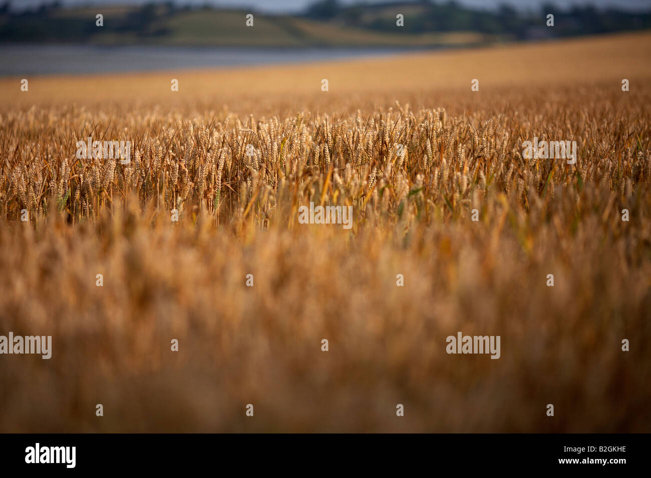 Agriculture wheat harvest on farm hi-res stock photography and images ...