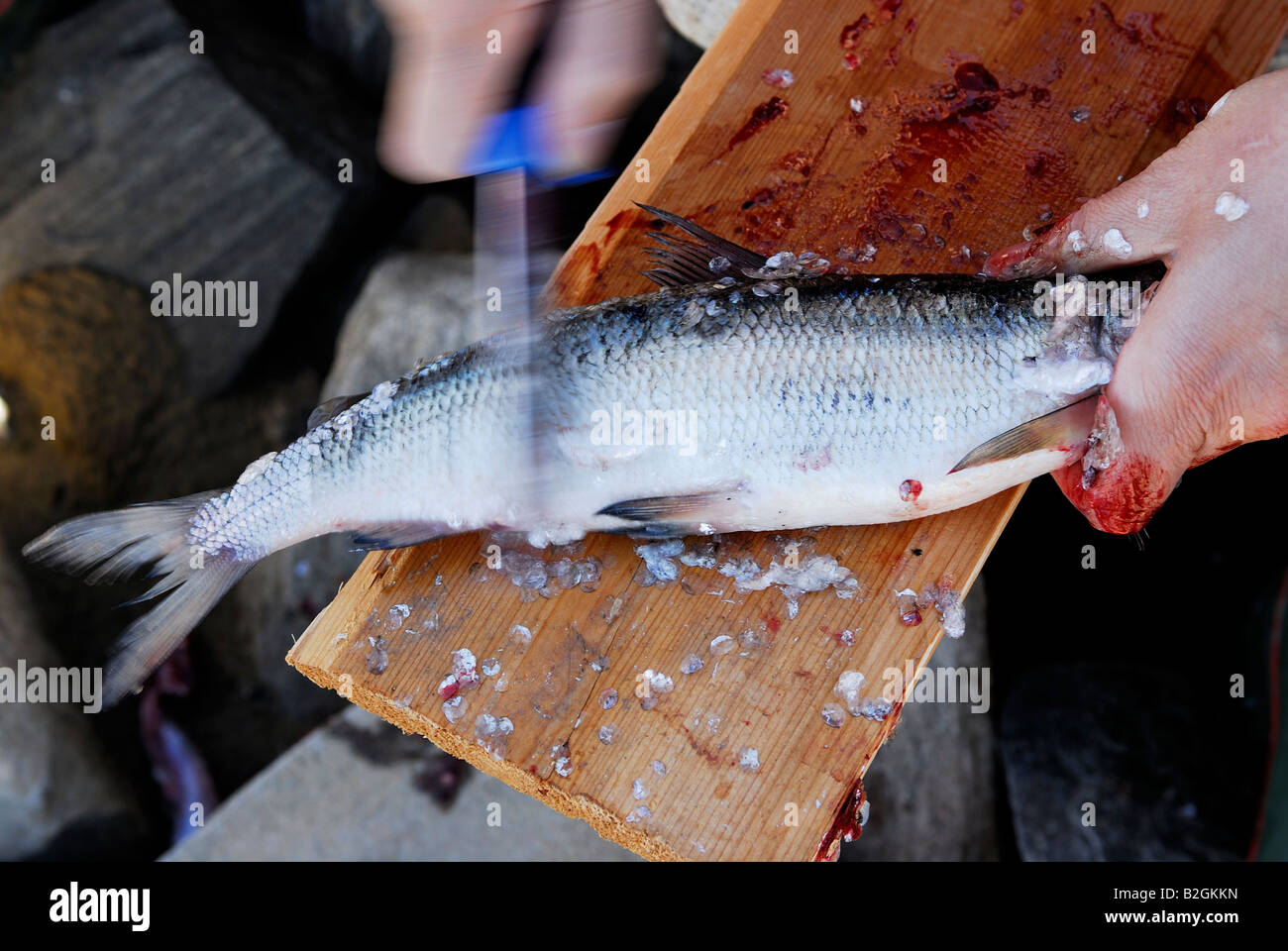 fish scale powan whitefish vendace coregonus Stock Photo - Alamy