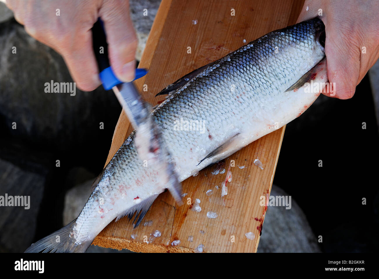 Vendace fish hi-res stock photography and images - Alamy