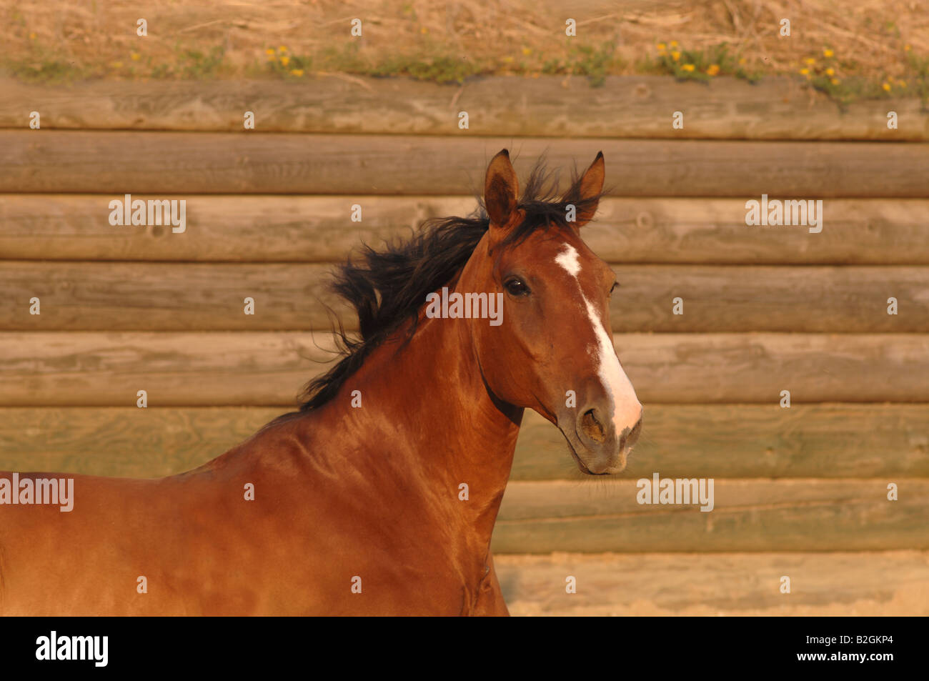 horse Equus caballus germany Stock Photo - Alamy