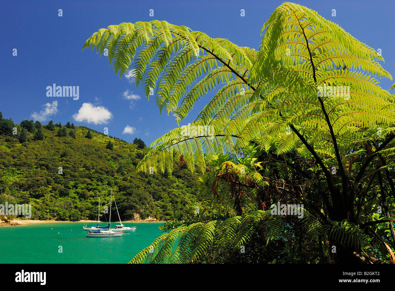 bay te mahia kenepuru sound marlborough sounds np national park new ...