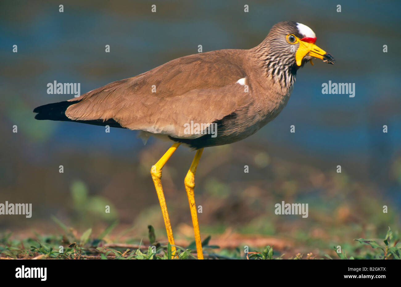 african wattled lapwing Vanellus senegallus senegal wattled plover ...