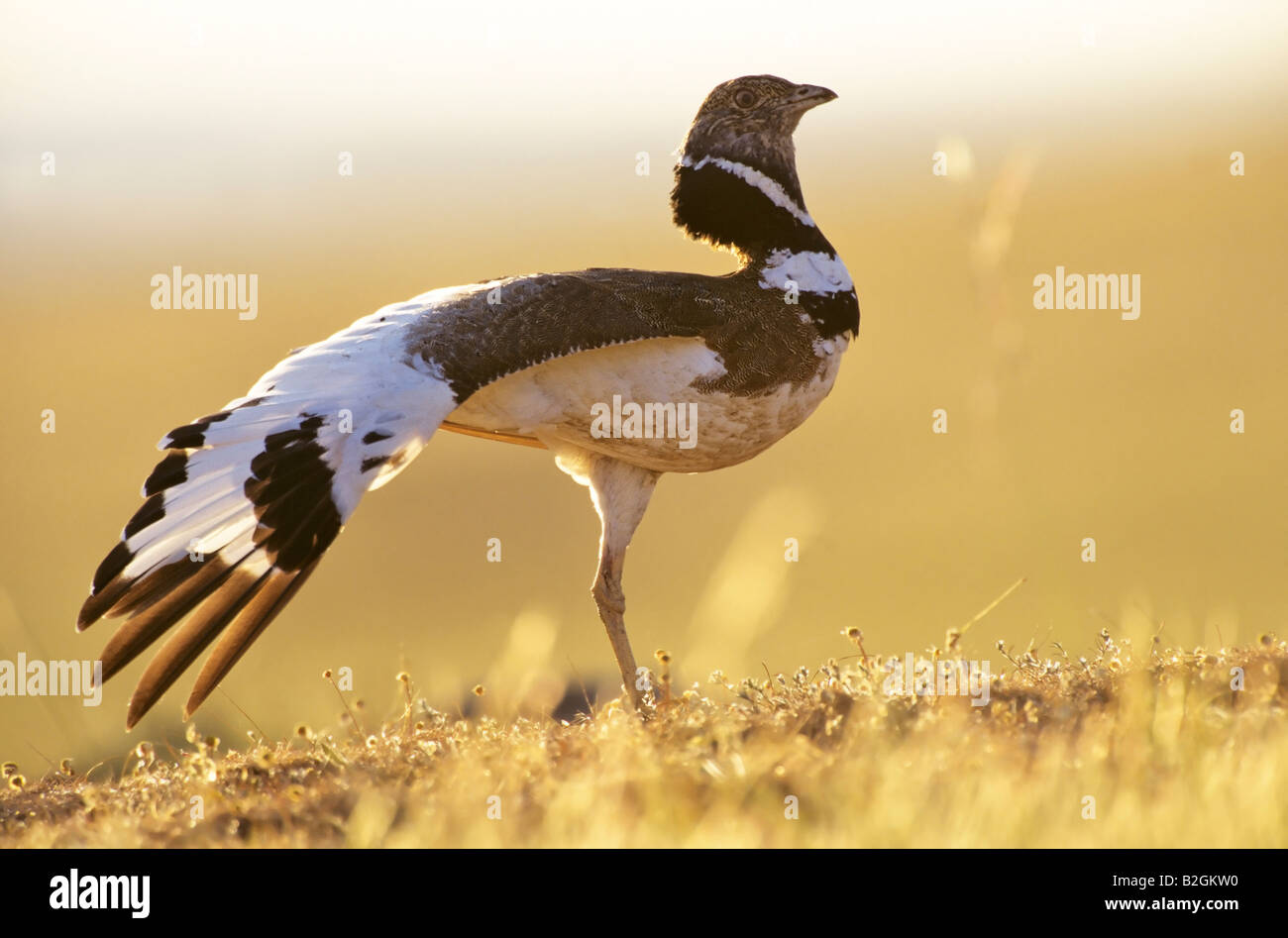 Little Bustard Tetrax tetrax Estremadura spain bird Stock Photo - Alamy