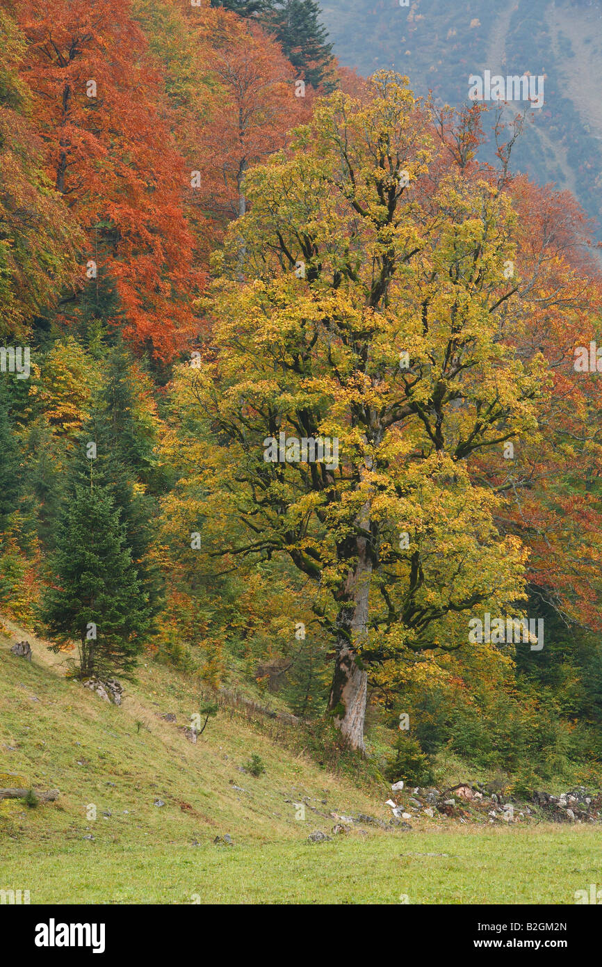 Mountainside trees hi-res stock photography and images - Alamy
