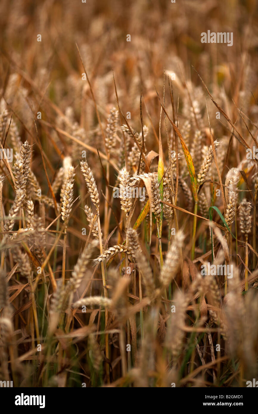 Golden wheat growing in farm hi-res stock photography and images - Alamy