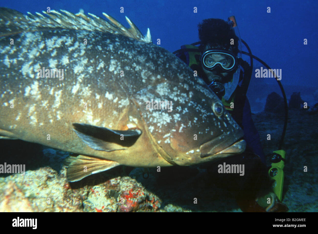Diver and huge grouper Stock Photo - Alamy