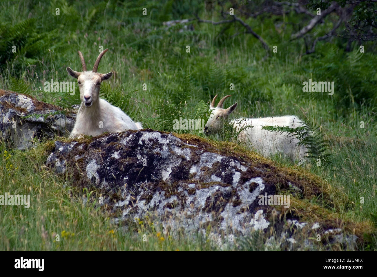 Wild goats near Newtonmore in the Scottish Highlands Stock Photo - Alamy