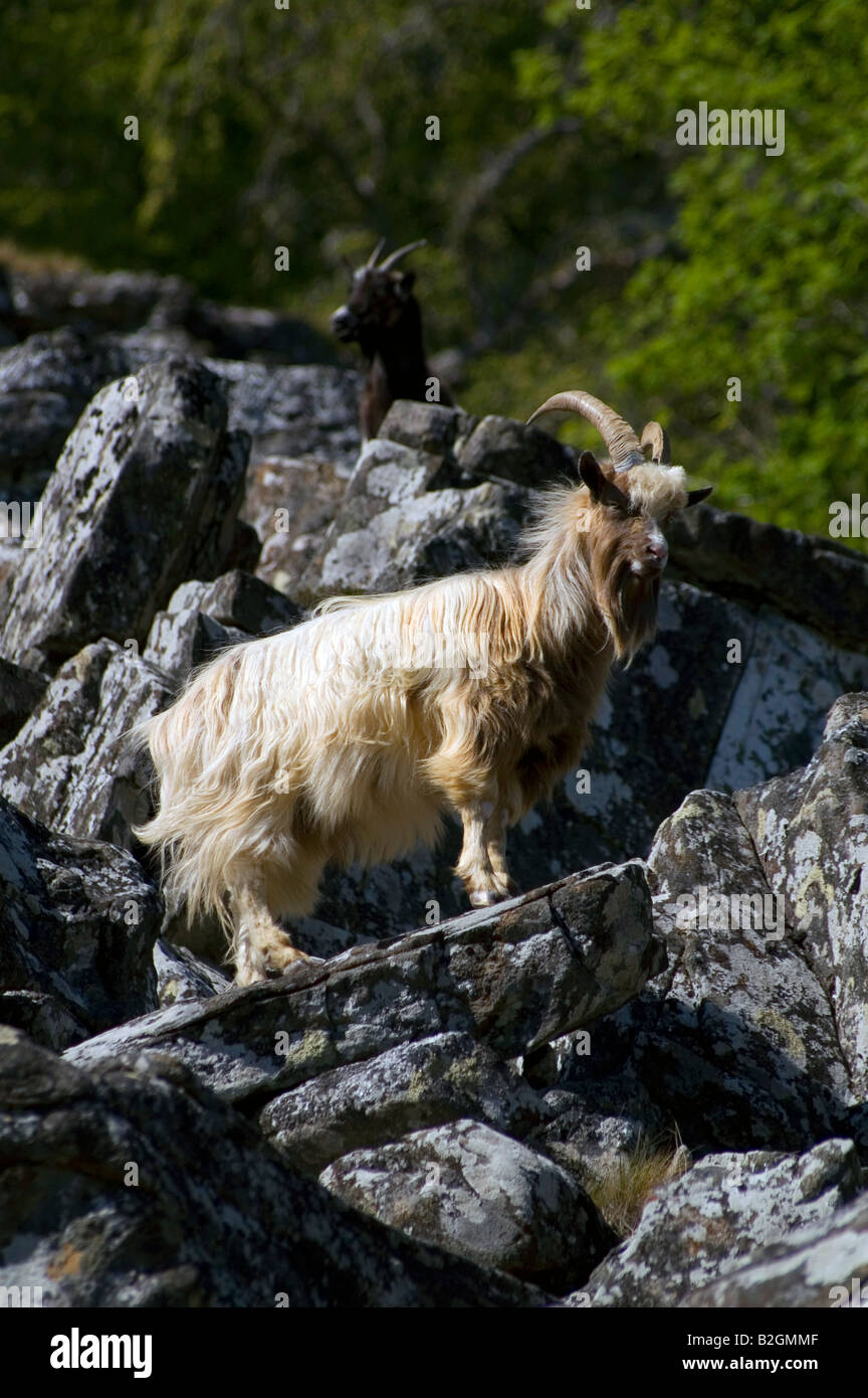 Feral Goat In The Highlands Of Scotland High Resolution Stock ...