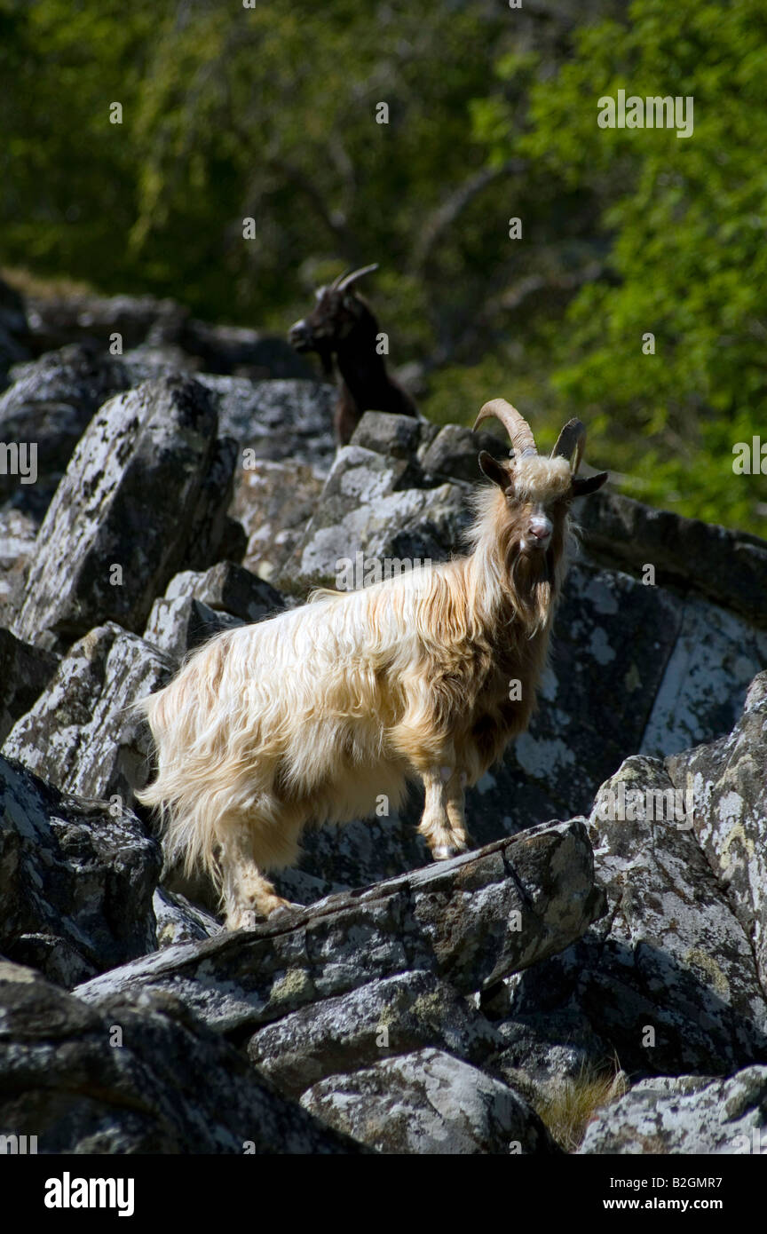 Wild goats scotland hi-res stock photography and images - Alamy