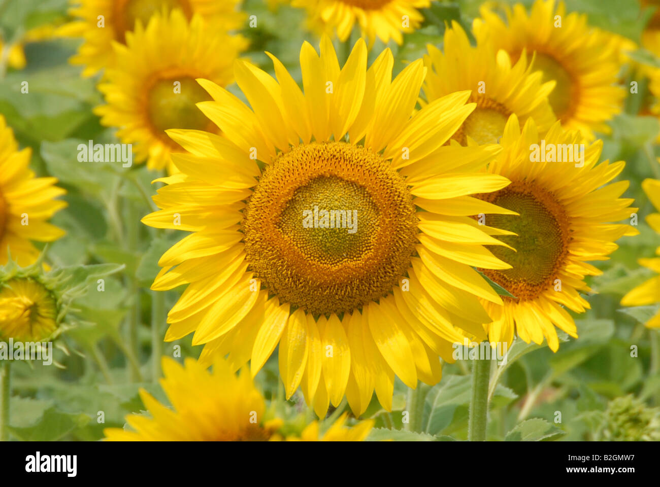 A sunflower field Stock Photo - Alamy