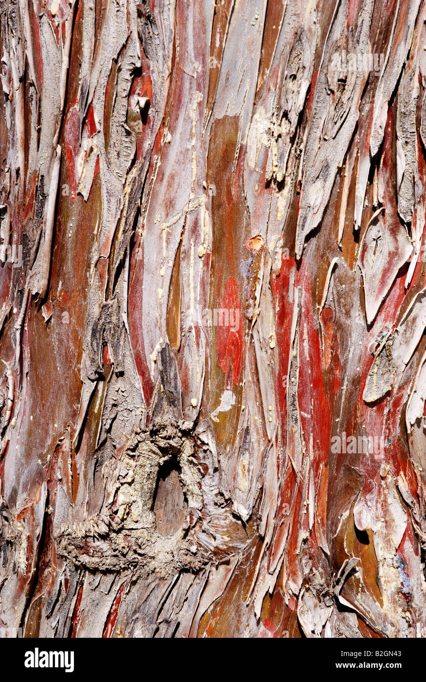 Detail of pine bark Stock Photo - Alamy