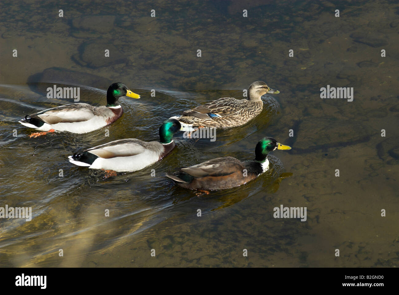 Ducks on Loch Lomond, Scotland Stock Photo - Alamy