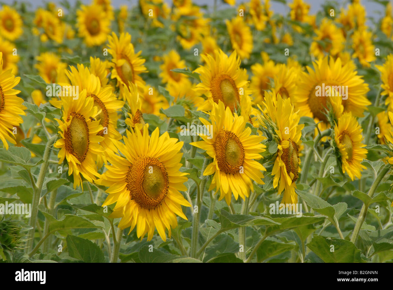 A sunflower field Stock Photo - Alamy