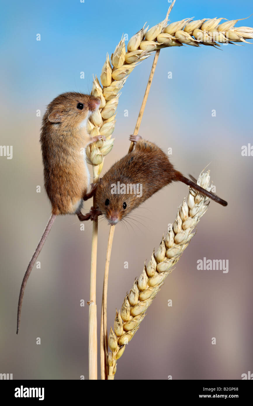 Harvest mouse Micromys minutus potton bedfordshire Stock Photo - Alamy