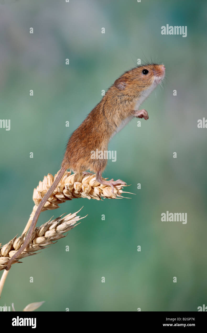 Harvest mouse Micromys minutus potton bedfordshire Stock Photo - Alamy
