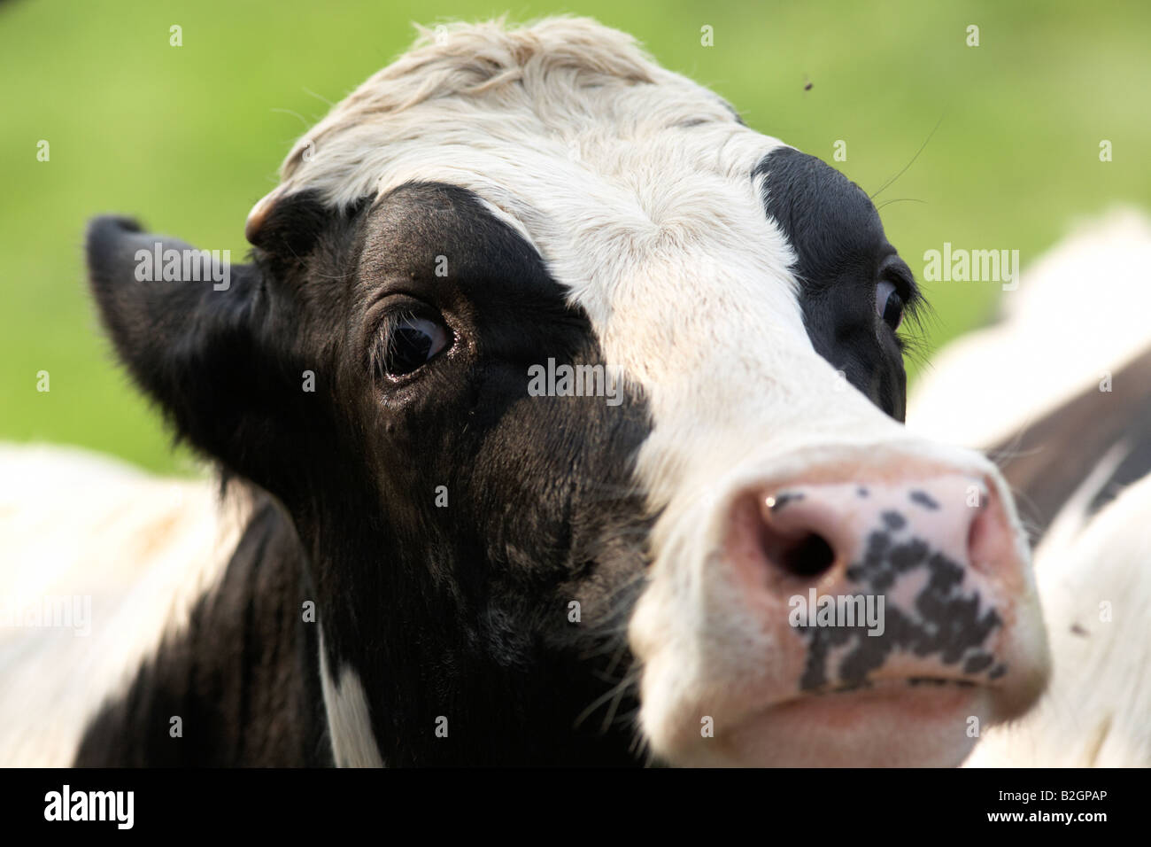 Holstein Cow Head High Resolution Stock Photography and Images - Alamy