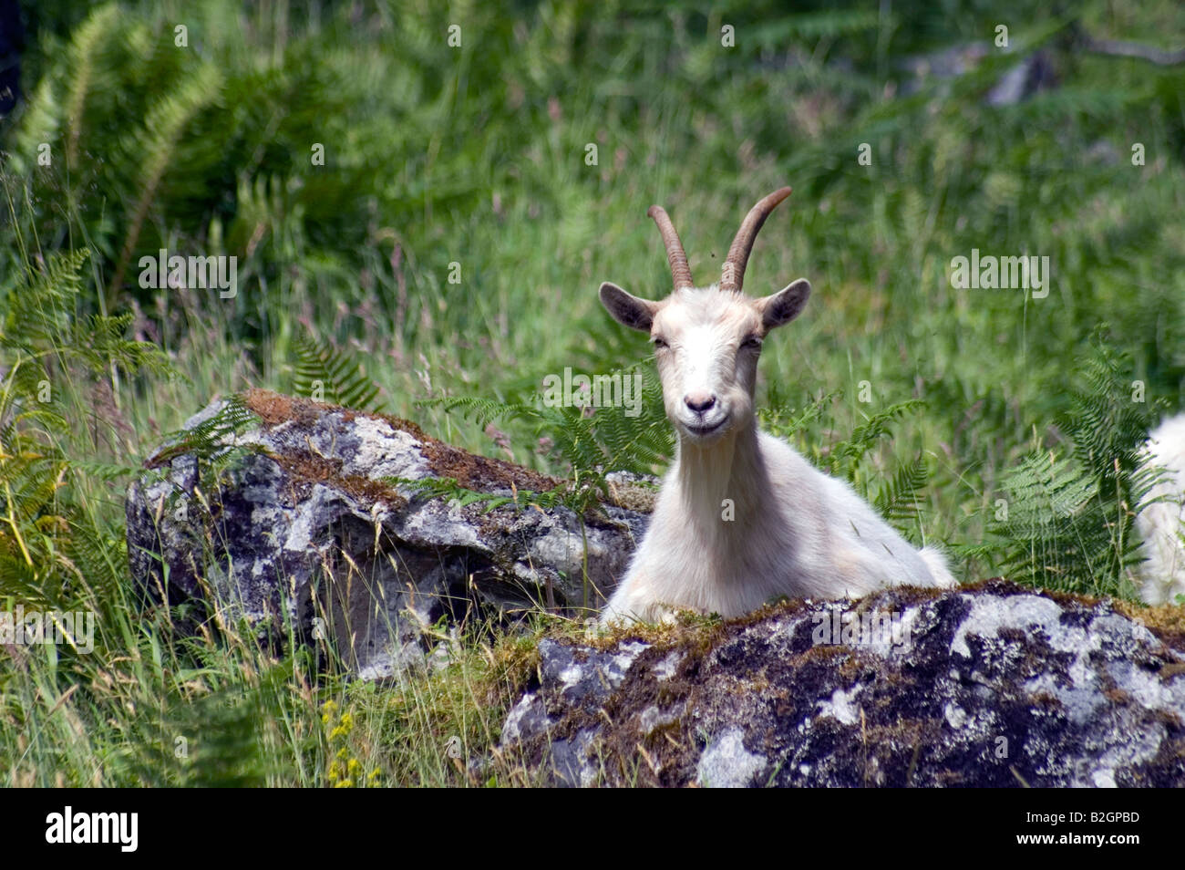 Goat scottish horns hi-res stock photography and images - Alamy